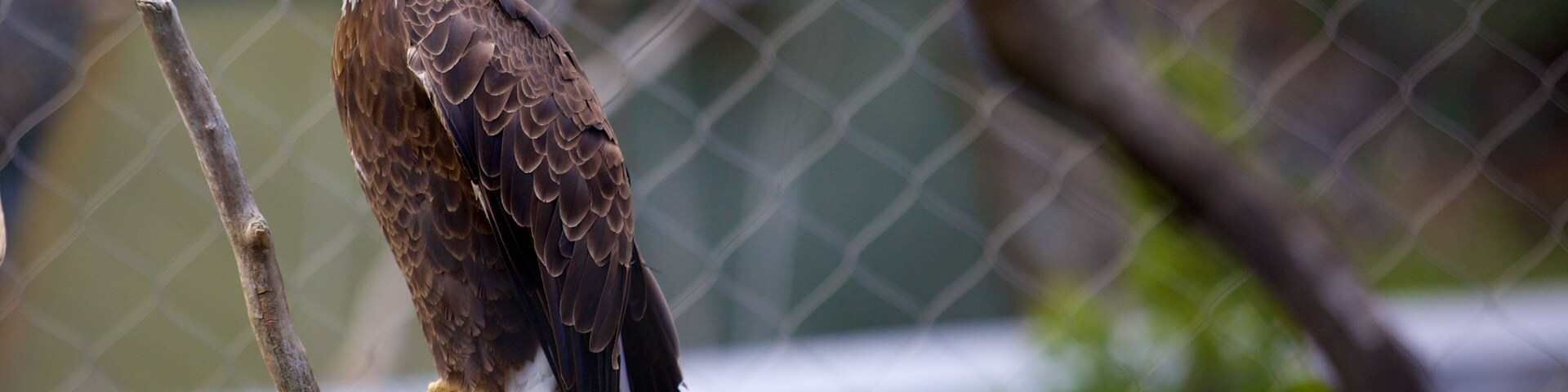 ZooAmerica showing bird life and zoo animals