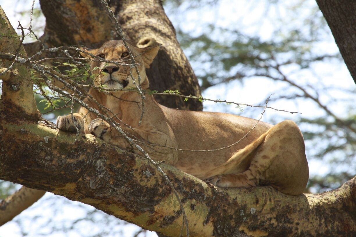 Um leão descansando num galho de árvore em ambiente natural.
