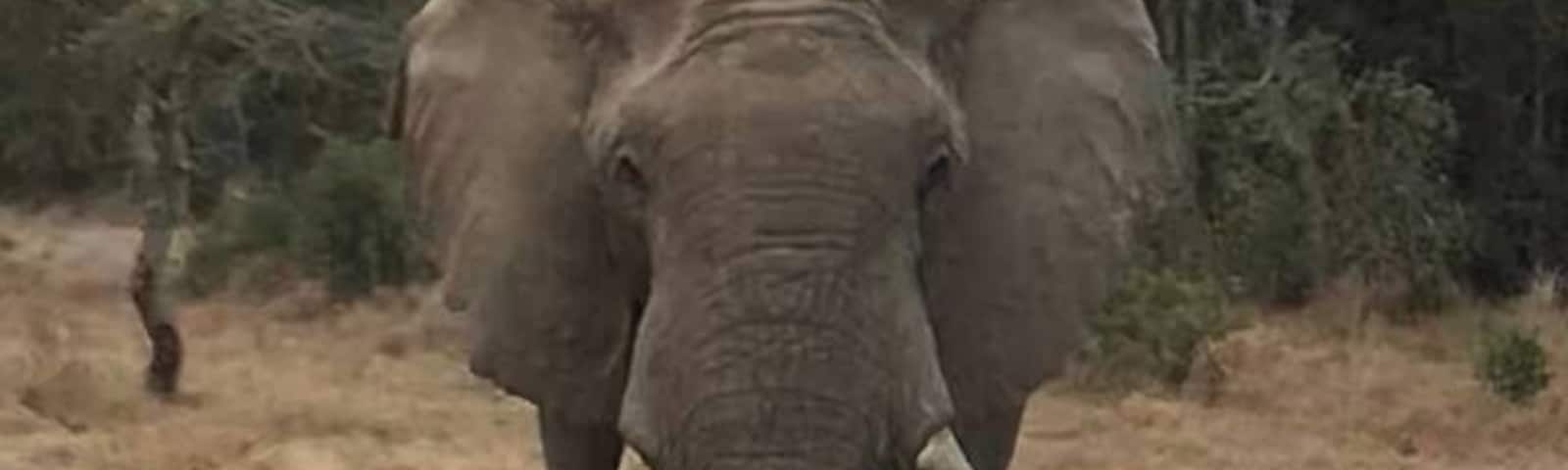 Um elefante em uma savana seca com árvores esparsas ao fundo.