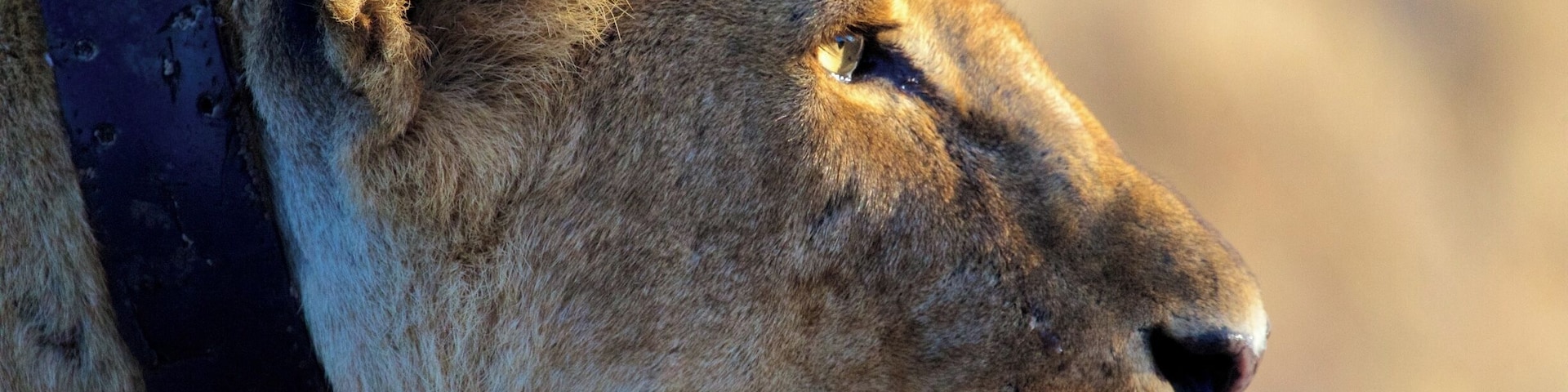 The Huntress
The intense stare, concentration, and stealth approach of the huntress towards her prey is a vision to behold. In a pride of lions, the lioness is typically responsible for the hunting. Hunts are most often conducted in the evening, but hunger trumps any rules of the jungle. Early this morning, we spotted this female sauntering with purpose. A lone waterbuck was grazing at a nearby watering hole. The cat was honed in on this potential meal and silently moved into position without a sound. The water buck was oblivious to the hunter creeping ever so closely. We sat in our safari vehicle and observed the huntress close the gap of her prey to less than 30 yards. She crouched in the grass and we waited.
Read what happened next at the link in the bio!
#huntress #lioness #Lion #Hunt #Kenya #WhyILoveKenya #OlPejetaConservancy #Laikipia #Safari #SafariwithKids #KidsonSafari #FamilyTravel #FamilyTravelBlogger #Travel #TravelBlogger #TravelwithKids #TravelwithLittles #Wild #Wildlife #Canon60D #TroveOn