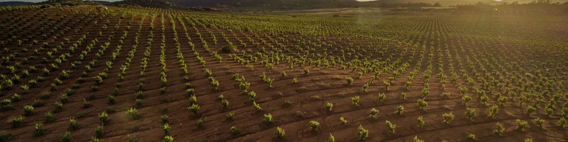 Winery’s of Guadalupe Valley in Ensenada Baja California, Mexico. This is a beautiful little town of winemakers where you can taste the finest wines in the world and the best culinary experience in whole Mexico. #valledeguadalupe #guadalupevalley #winery #winemaker #clouds #sunset #mexico #mexicotravel #mexicoplaces #ensenada #enslife #bvstrove