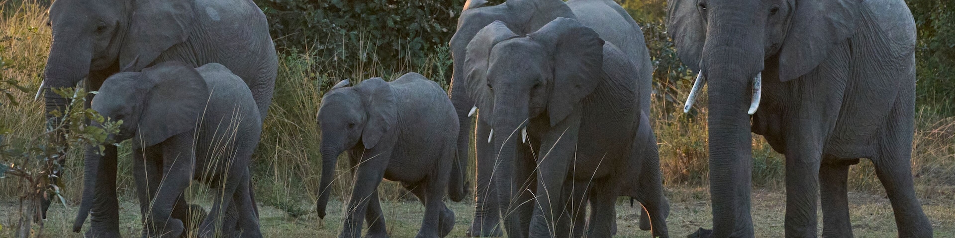 Um grupo de elefantes em um campo gramado, com árvores ao fundo.