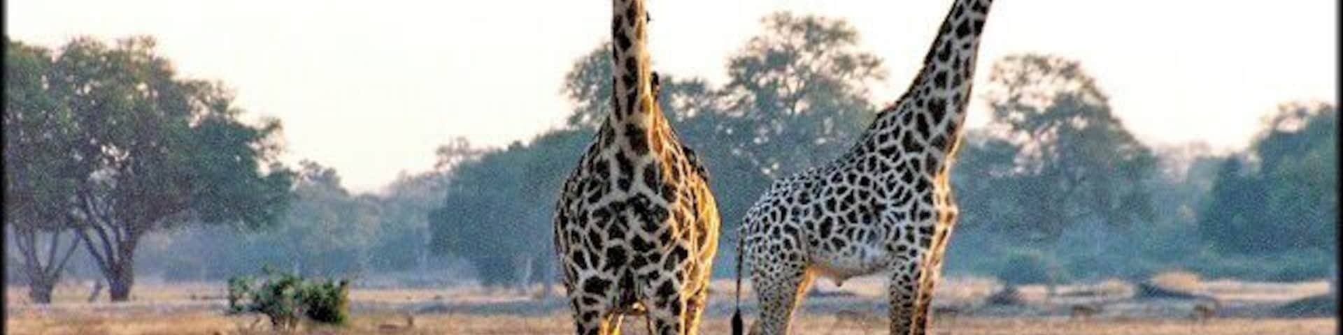Duas girafas em uma savana seca, com algumas árvores esparsas ao fundo.