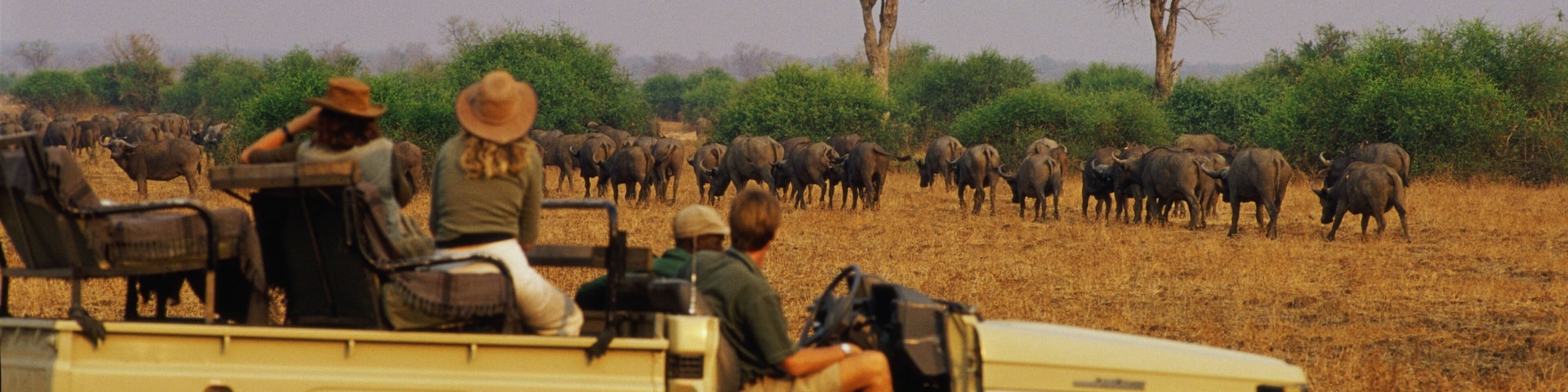 Veículo safari com pessoas observando um grupo de elefantes em uma savana seca com árvores esparsas.