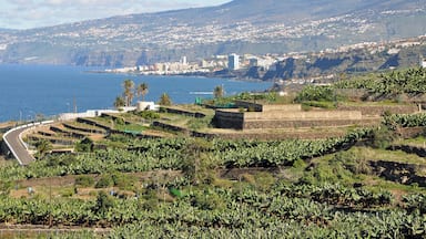 Paisagem costeira com plantações de banana em terraços, uma estrada sinuosa e um horizonte urbano ao fundo.