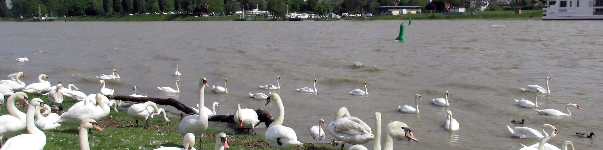 Rheininsel, Ile du Rhin, Vogelgrun, Breisach