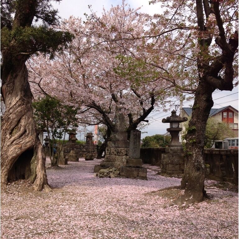 Uma cerejeira em plena floração, com lanternas de pedra e um edifício tradicional japonês ao fundo.