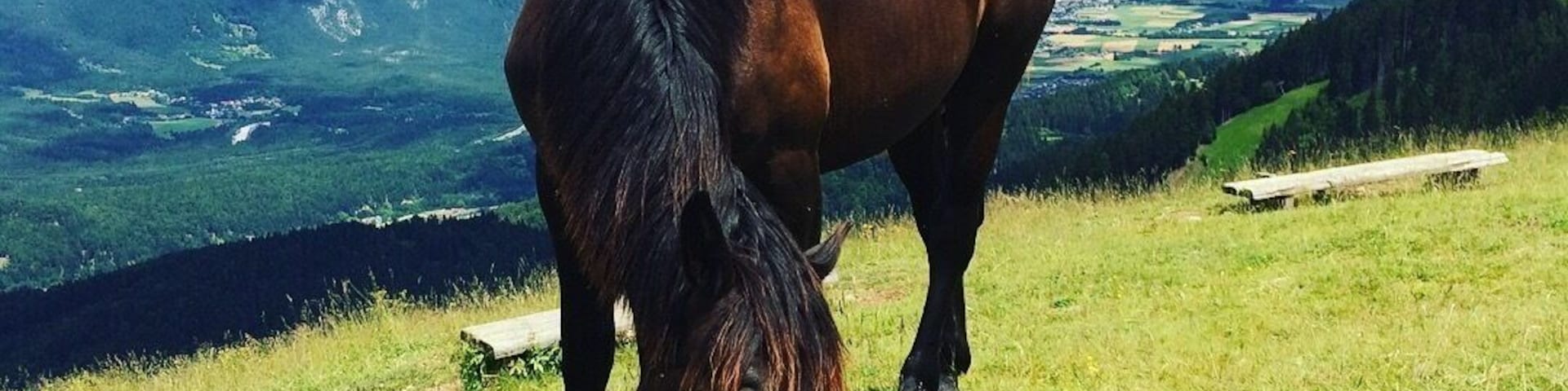 Say hello to the big but friendly horses on the top of the mountain, where Austria, Italy and Slovenia meet.