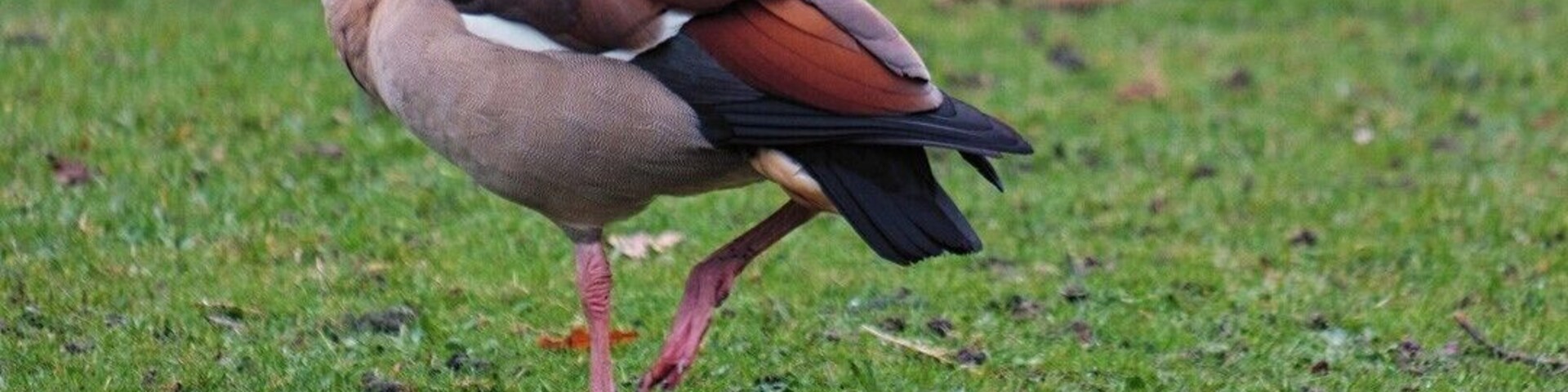 Recently begun visiting this park and saw this Egyptian goose shepherding these little chicks.
Nice little Easter shot :-)
Fuji X-T2, Fujinon XF 55-200