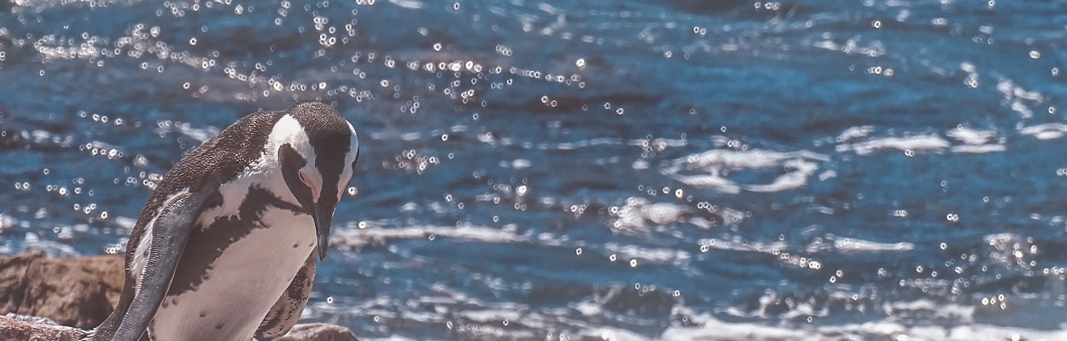 There's a penguin colony in South Africa which is less touristic and overpriced than the more famous Boulders Beach penguin colony. It's Stony point penguin colony, where you can observe penguins in an almost unspoiled area
#nature #southafrica #penguins