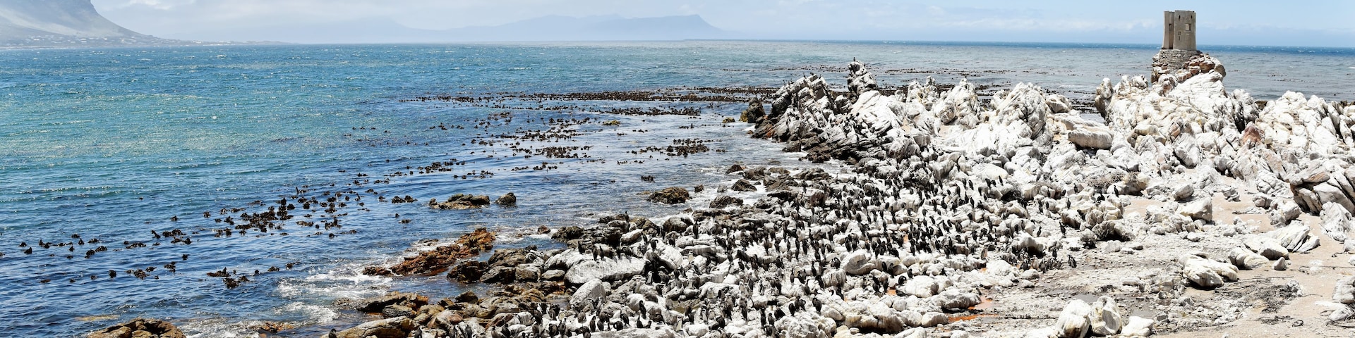 Litoral rochoso com uma grande colônia de pinguins, uma montanha ao longe e uma pequena estrutura em forma de torre.