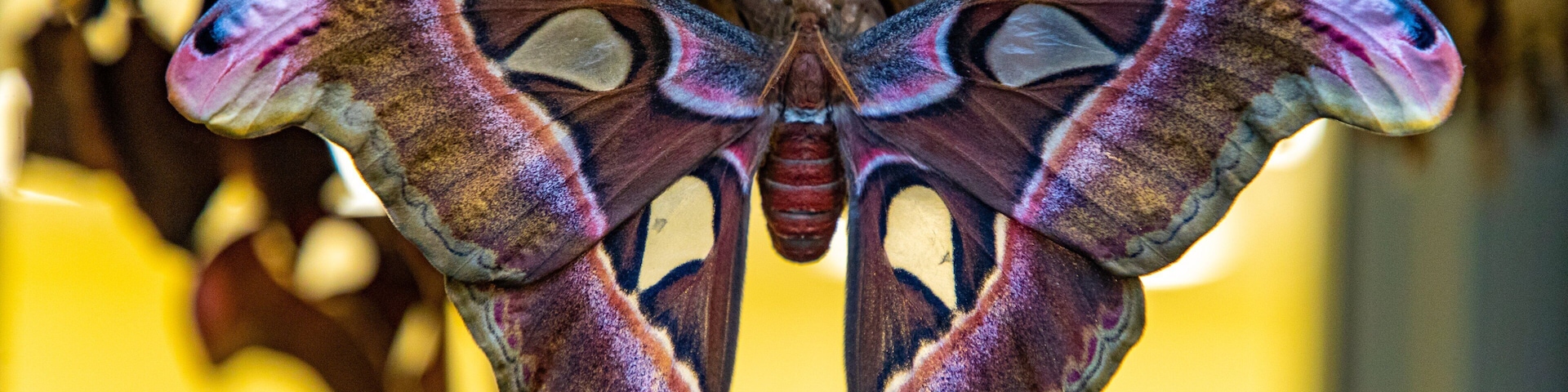 Uma mariposa grande com asas vibrantes pendurada numa estrutura.