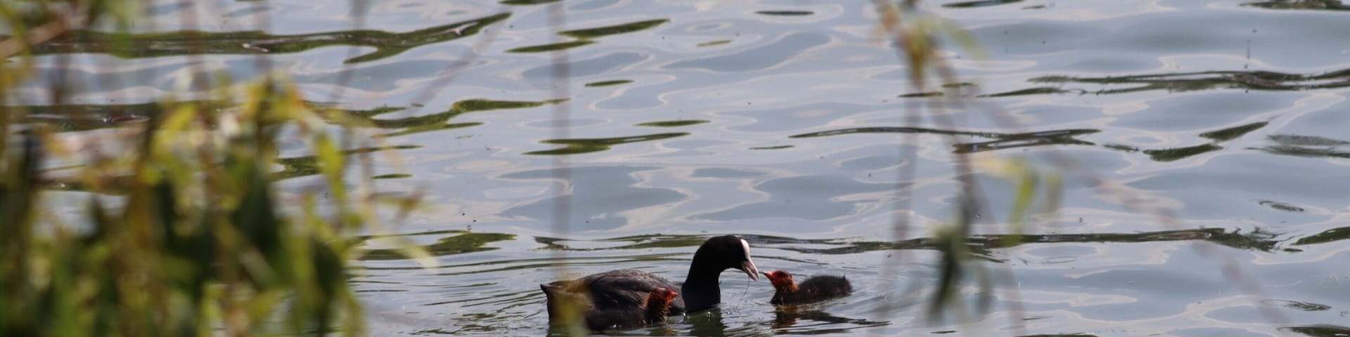 Coots on the lake, shot with canon m50 75-300mm.