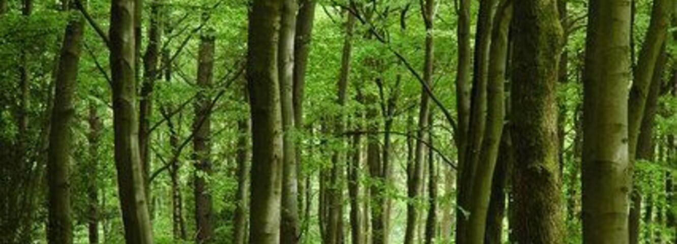 Uma floresta com árvores altas e um tapete de grama verde.