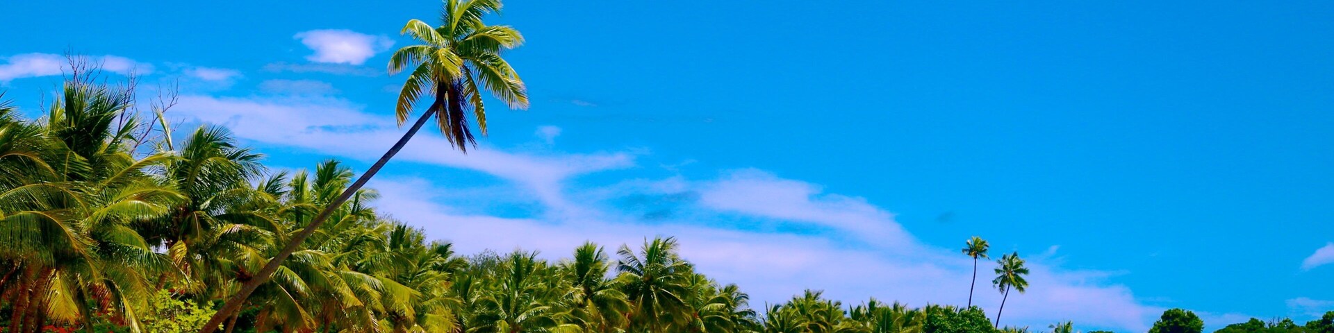 Musket Cove Marina featuring tropical scenes and a sandy beach