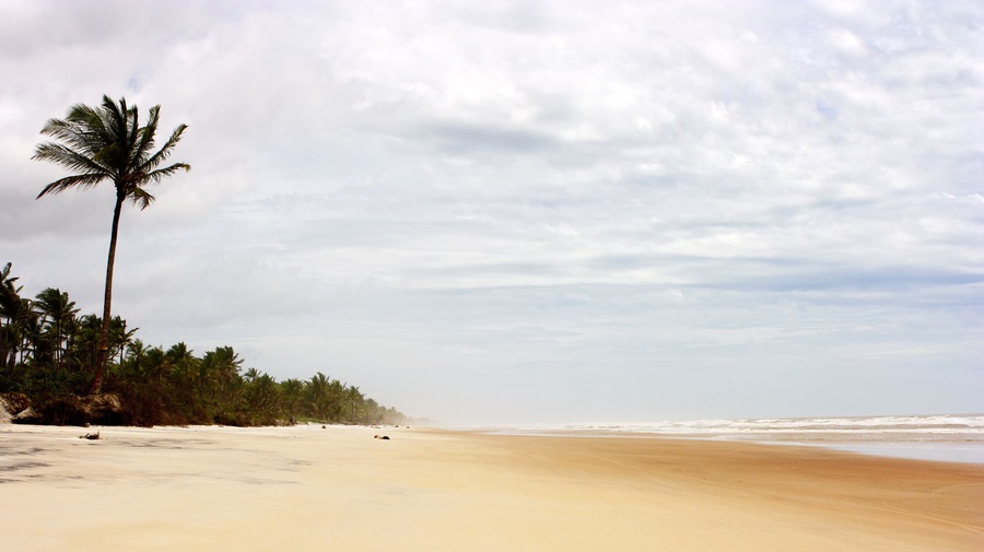 Uma praia com palmeira e ondas do oceano.