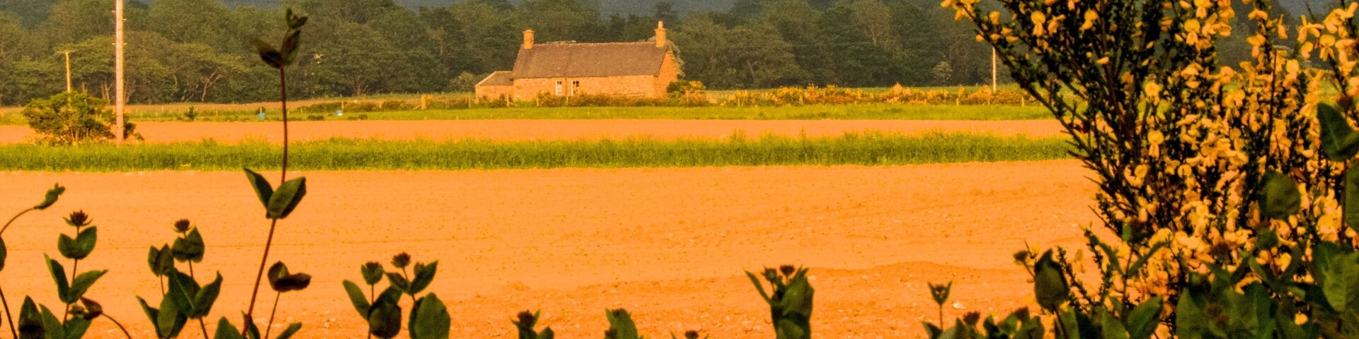I was very excited to experience this scene from my garden in the golden hour of light.
"#golden"