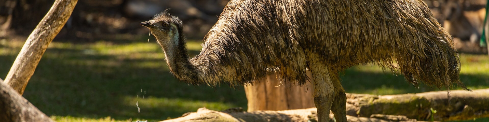 Uma emu em um espaço cercado com grama e um comedouro.