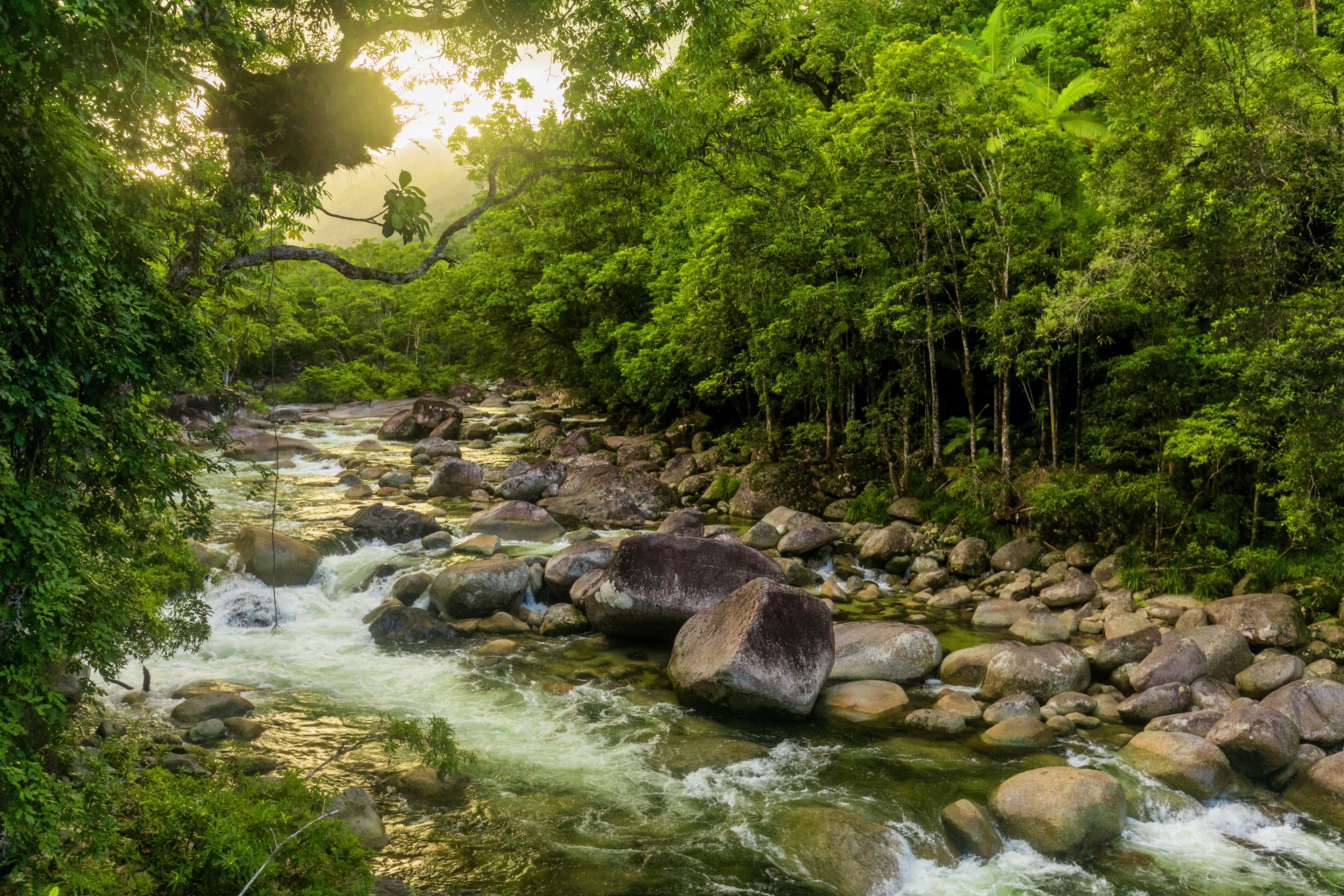 Um rio serpenteando por uma floresta com pedras grandes e vegetação verde densa.