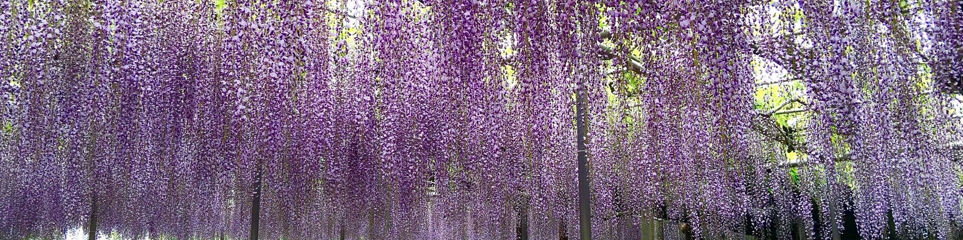 Um jardim com glicínias roxas penduradas nas árvores, uma cerca de madeira e pessoas caminhando.