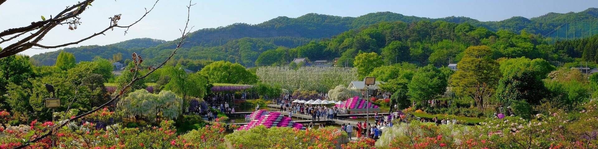 From Ashikaga Flower Park, 
May 2017