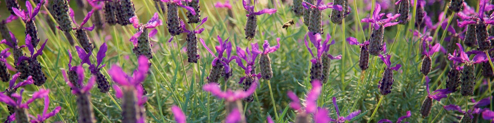 The Berry Farm showing wildflowers