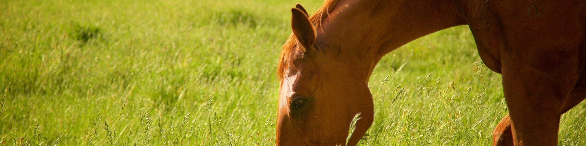The Berry Farm which includes farmland and animals