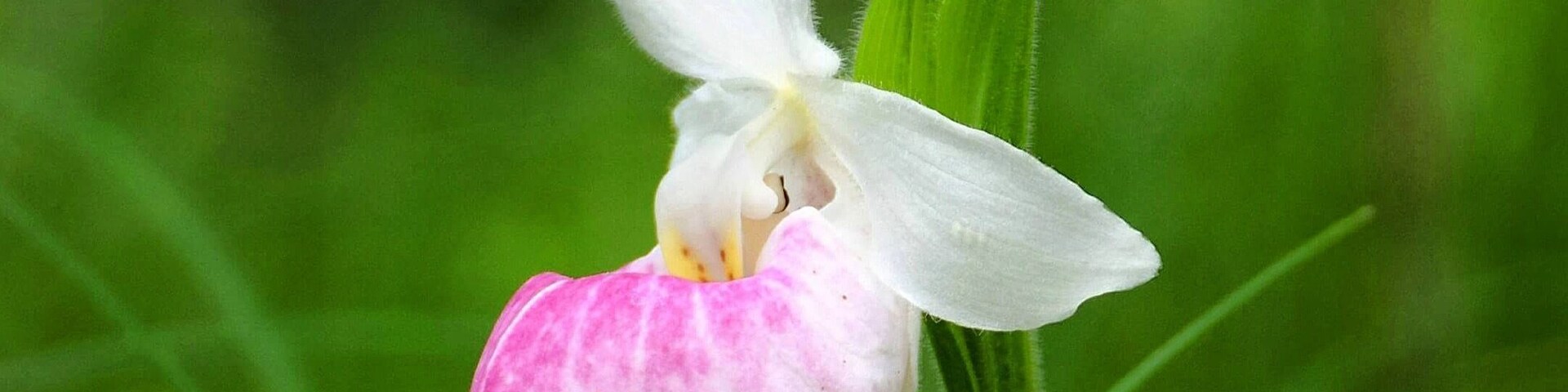 Wandering through an enchanted forest of thousands of orchids is good for the soul. This beautiful conservation area is open all summer, although the orchids start blooming in mid-June to early July. For more info, see: http://www.travelblissnow.com/discover-an-enchanted-forest-of-orchids-in-ontario/