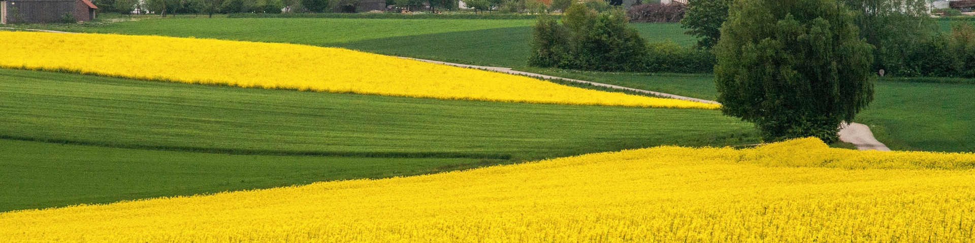 Naturpark Altmühltal, Österberg, Raps