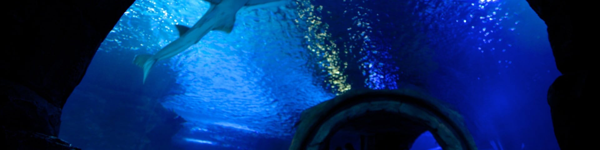 Newport Aquarium