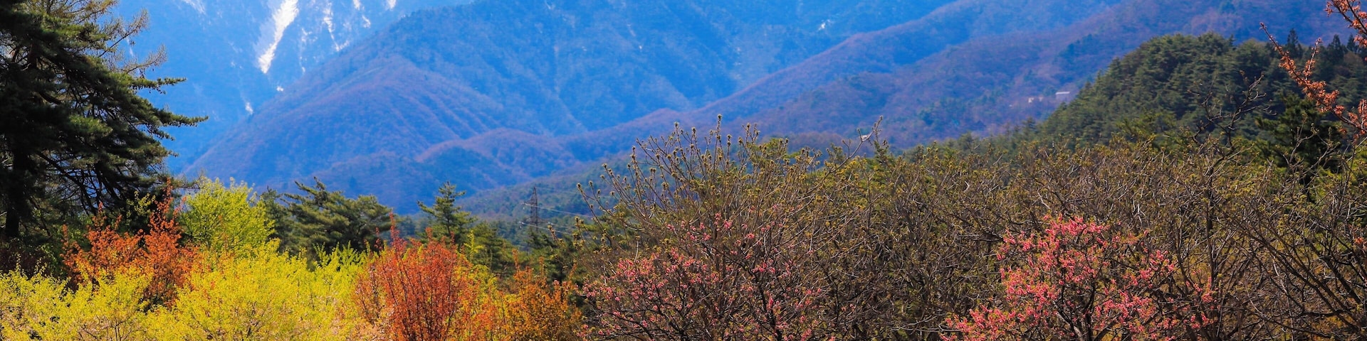 The blossom of tulip under the Japan Alps in the Spring.