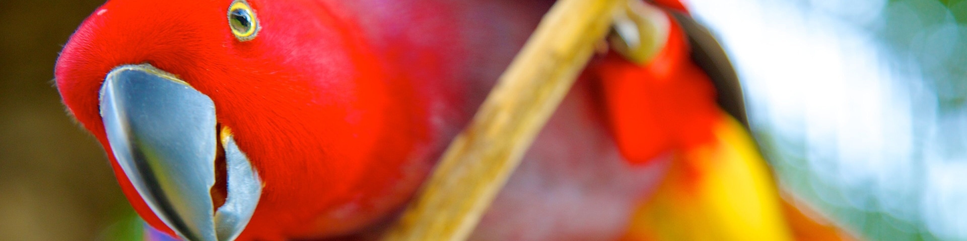 Bali Bird Park featuring bird life and zoo animals