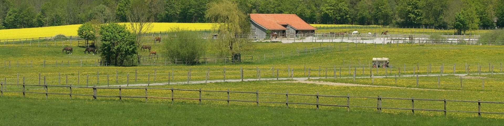 Paddock.
