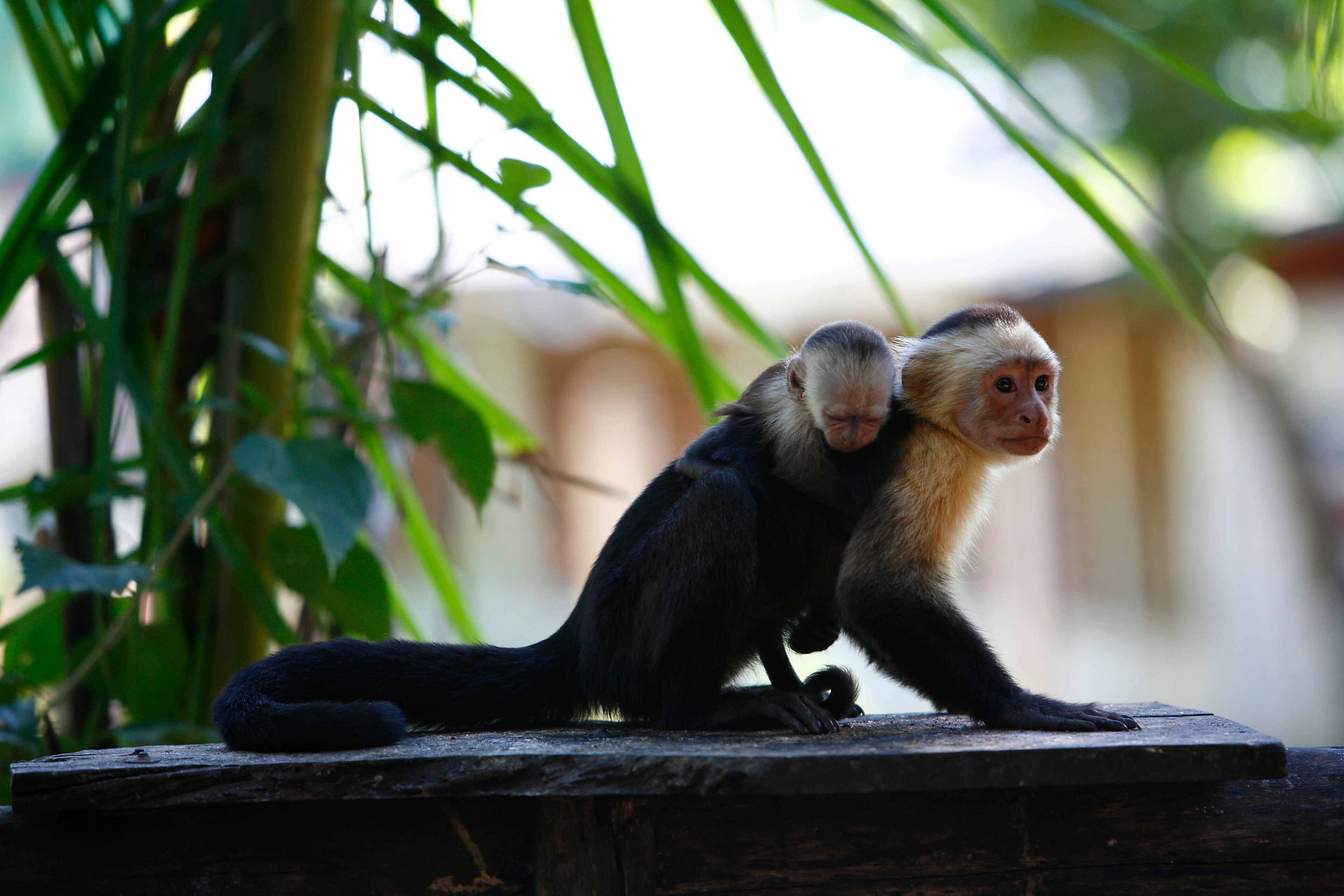 Dois macacos em cima de uma plataforma de madeira, com vegetação ao fundo.
