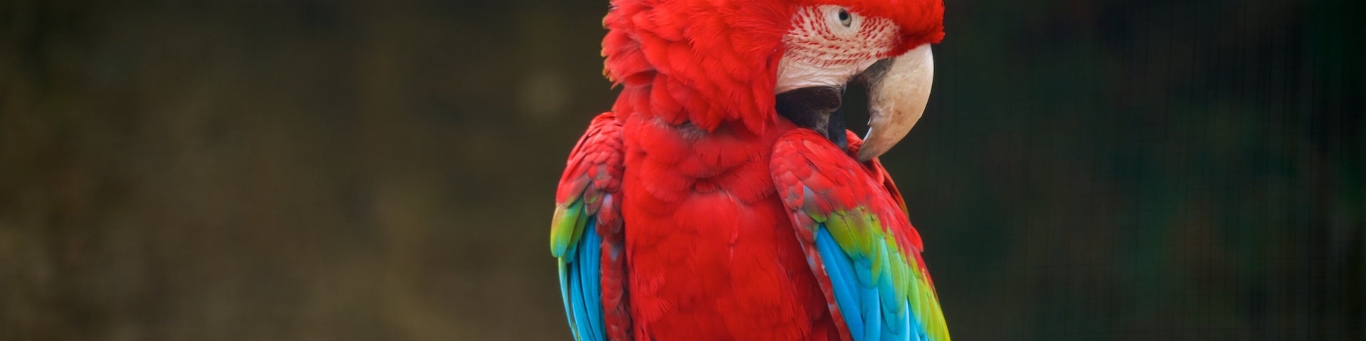 Lagos Zoo featuring zoo animals and bird life