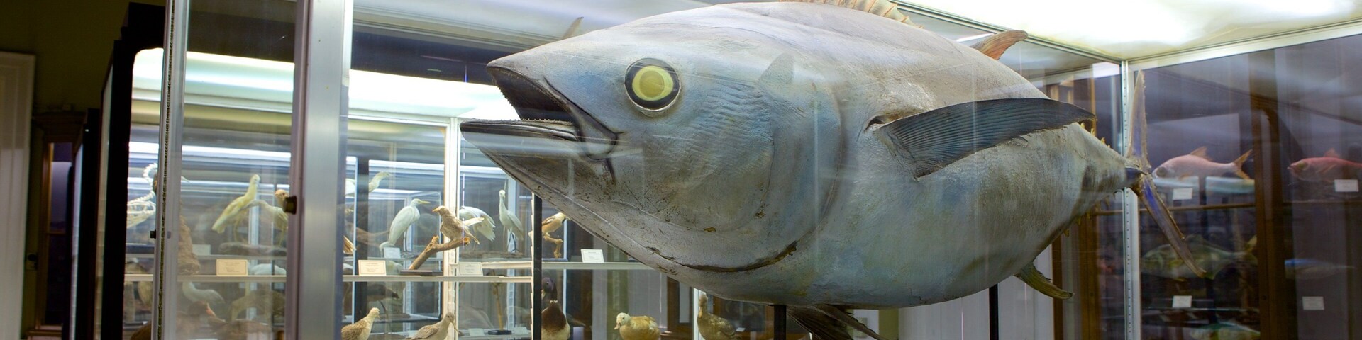 Museu de História Natural que inclui vistas internas