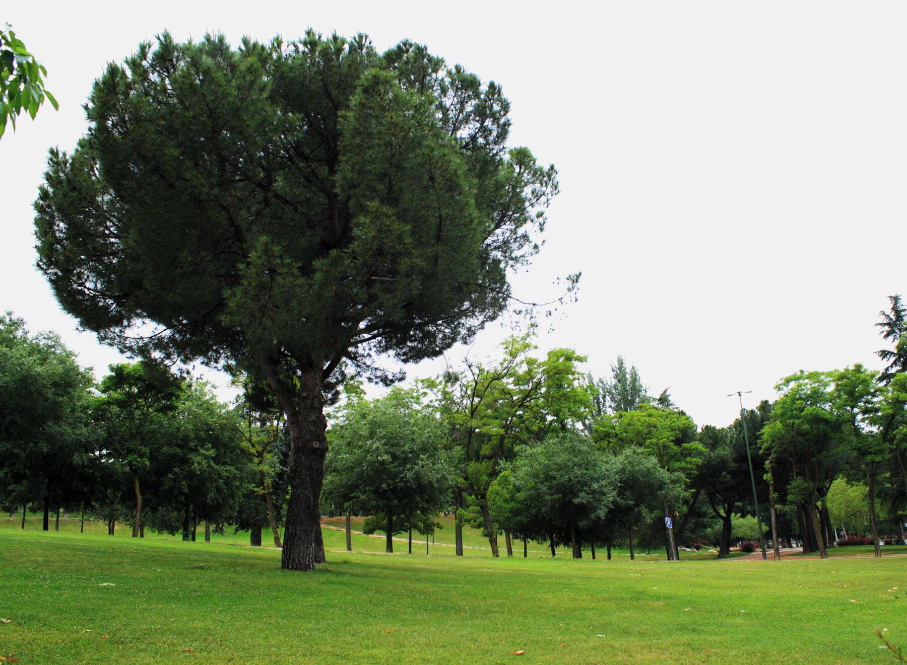 Uma grande árvore num parque, com um relvado e mais árvores ao fundo.
