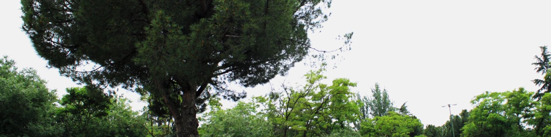 Uma grande árvore num parque, com um relvado e mais árvores ao fundo.
