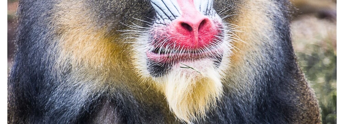 Fantastic small animal park, always expanding and well worth a days visit. open everyday except Christmas Day.