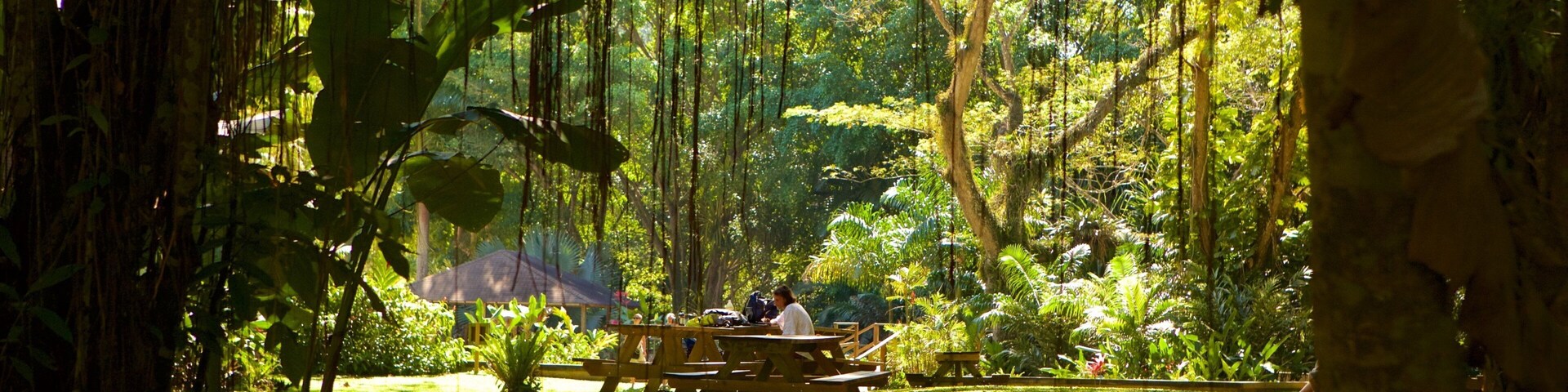 Uma floresta verdejante com um banco de madeira e uma pessoa sentada nele.