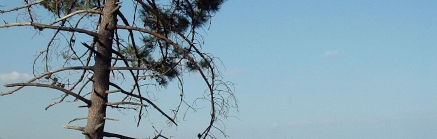 Pinus pinaster sopra Borghetto Santo Spirito