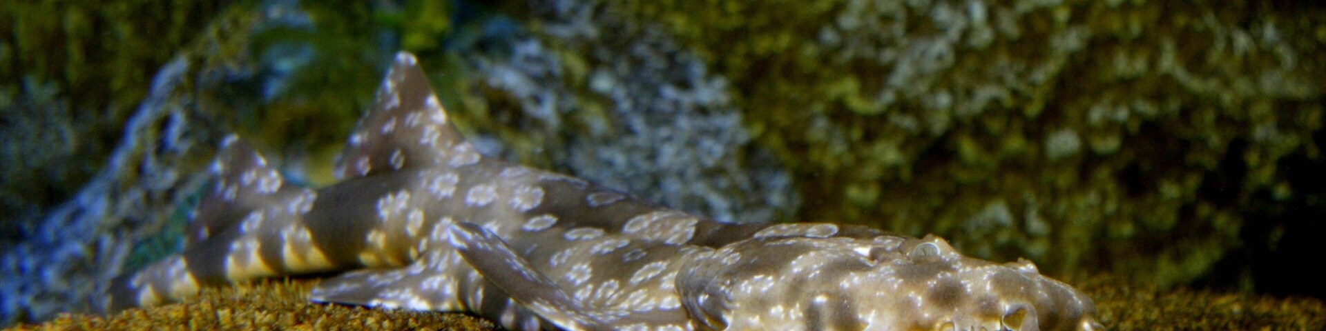 Exploring the underwater world of Shark Reef at Mandalay Bay in Las Vegas, showcasing unique marine life and habitats