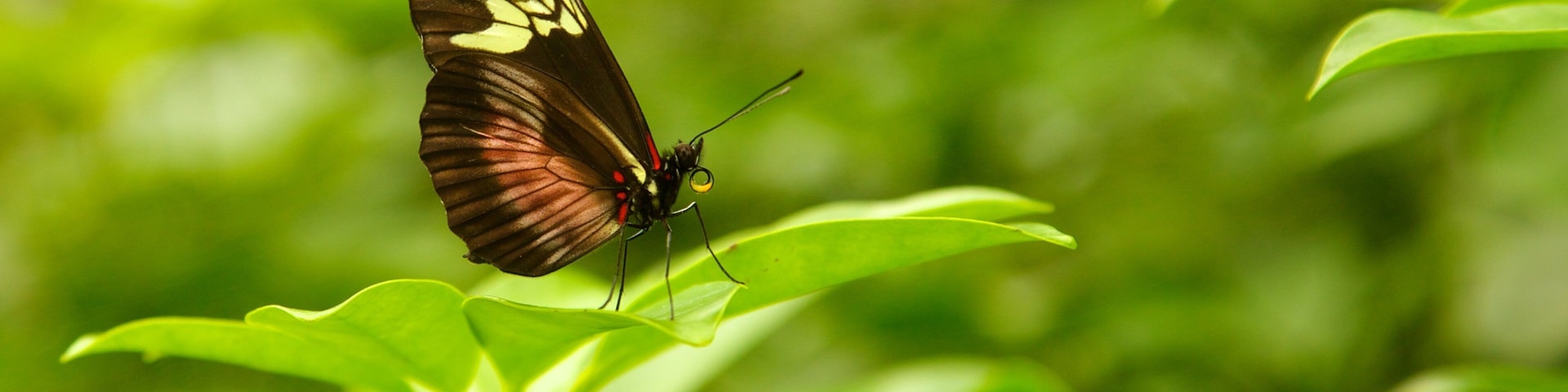 Butterfly Pavilion showing animals