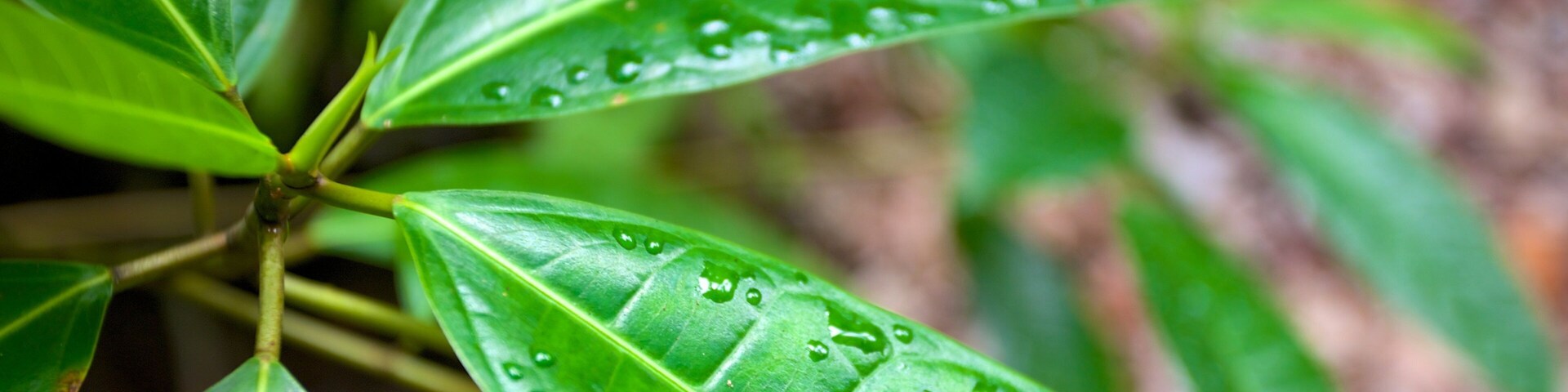 Fern Gully caracterizando floresta tropical