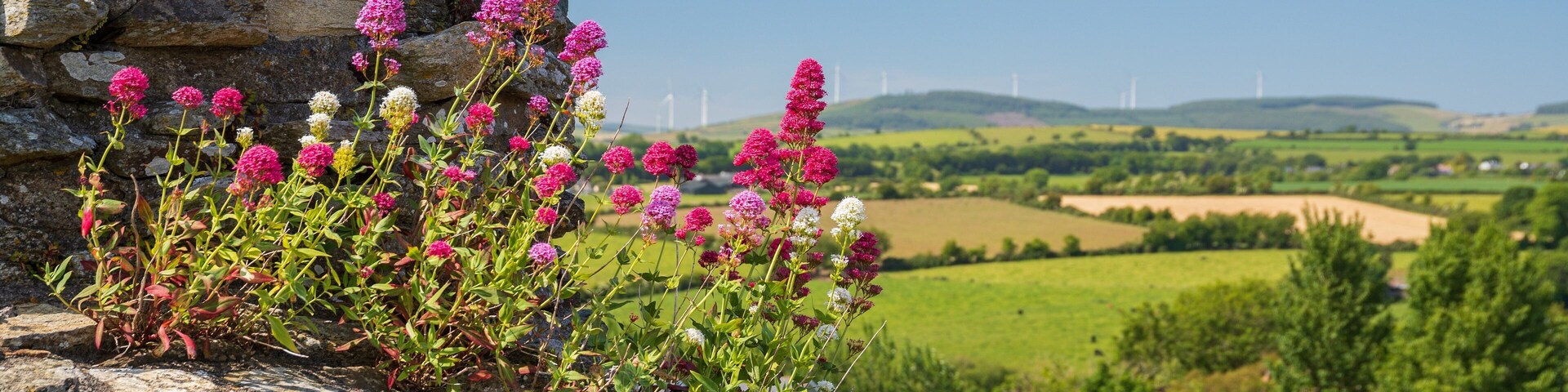 Ferns Castle featuring views and wildflowers