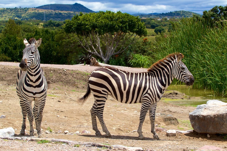 Duas zebras em um caminho de terra, com uma área rochosa e vegetação verde ao fundo.