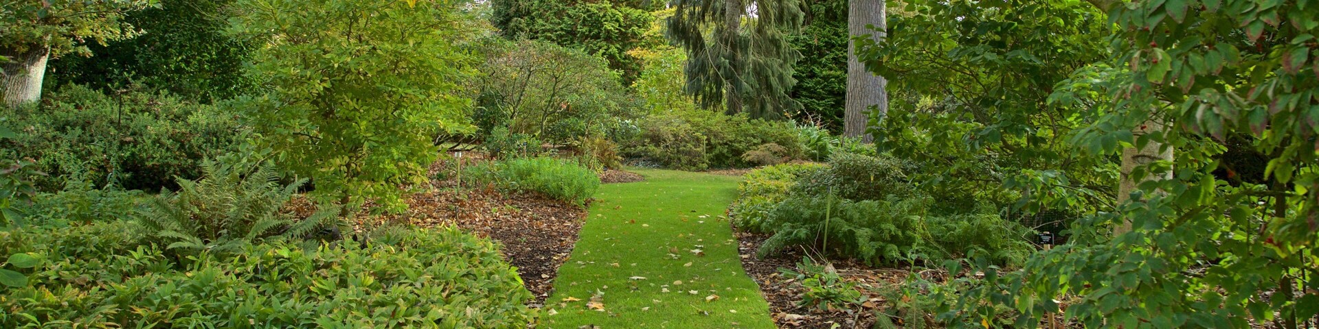 Um jardim exuberante com gramado bem cuidado, diversos arbustos e árvores.