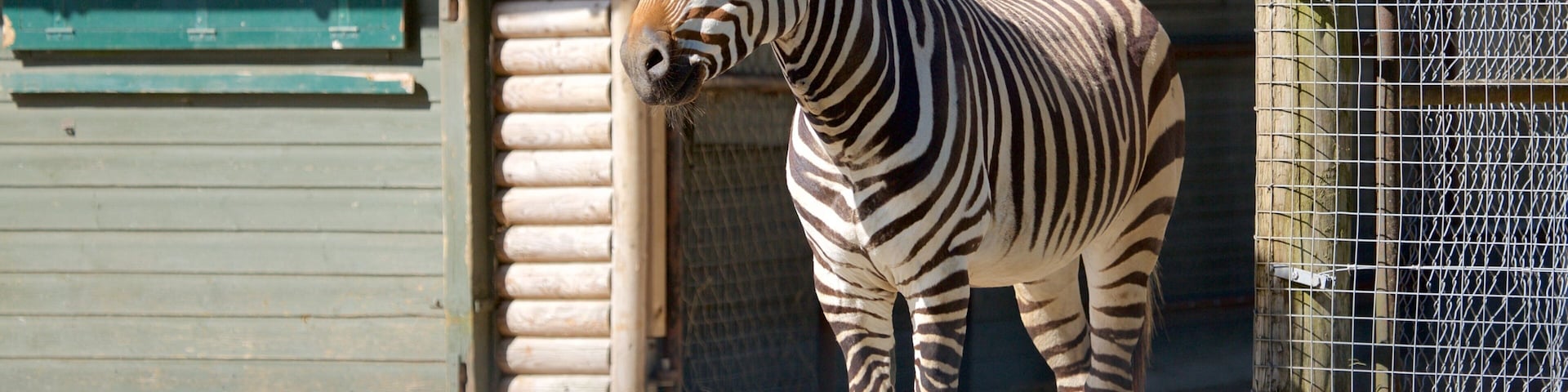 Marwell Wildlife showing cuddly or friendly animals and zoo animals