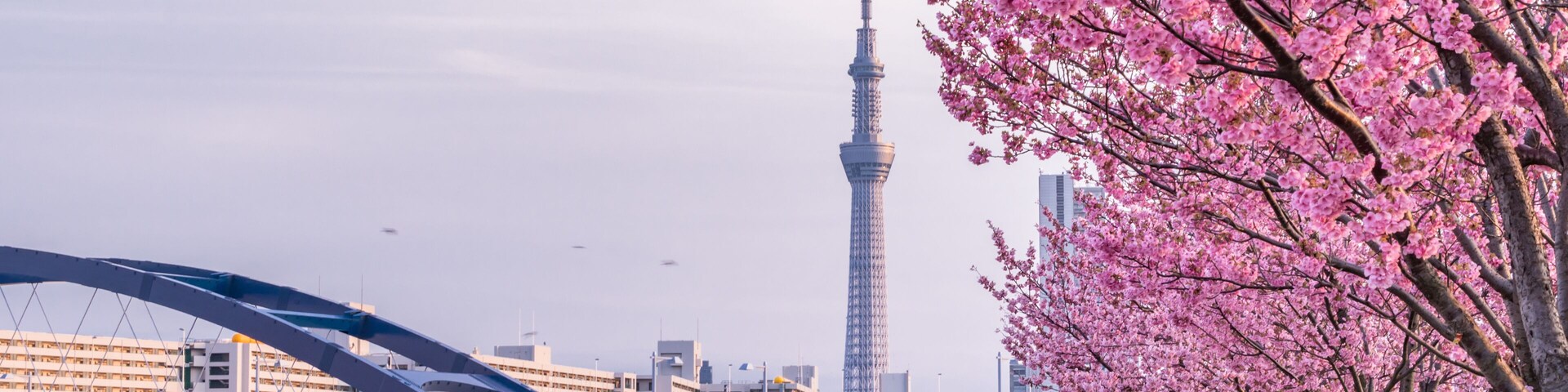 Uma ponte, flores de cerejeira e uma torre ao fundo.