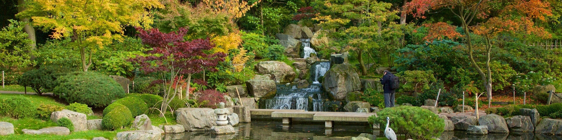 Holland Park showing a waterfall, a pond and a garden